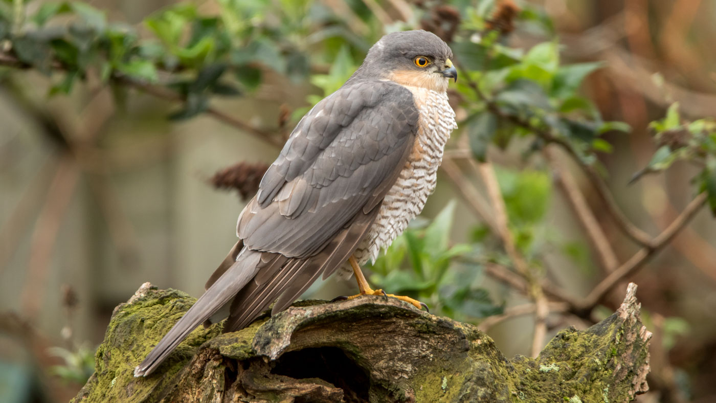 Werkgroep Roofvogels
